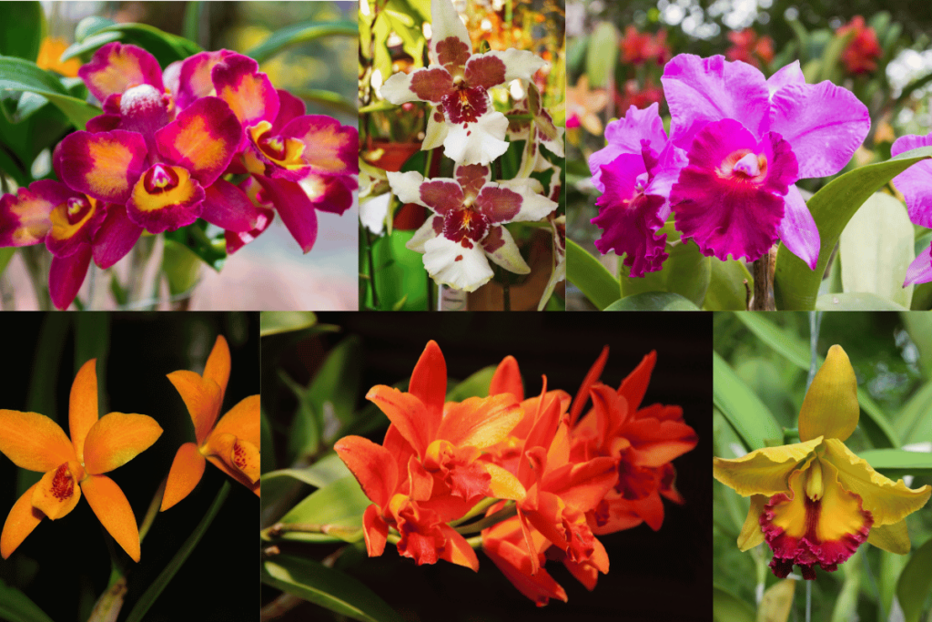Cattleya Orchids Care: Complete 7-Step Care Guide