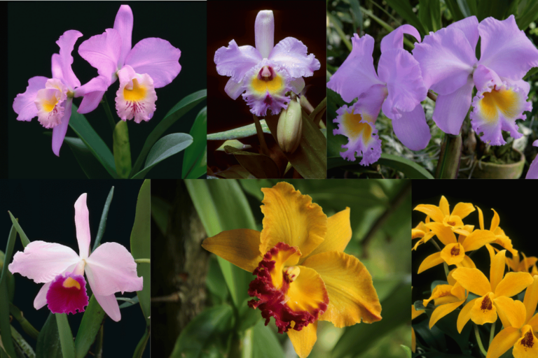 Cattleya Orchids Care: Complete 7-Step Care Guide
