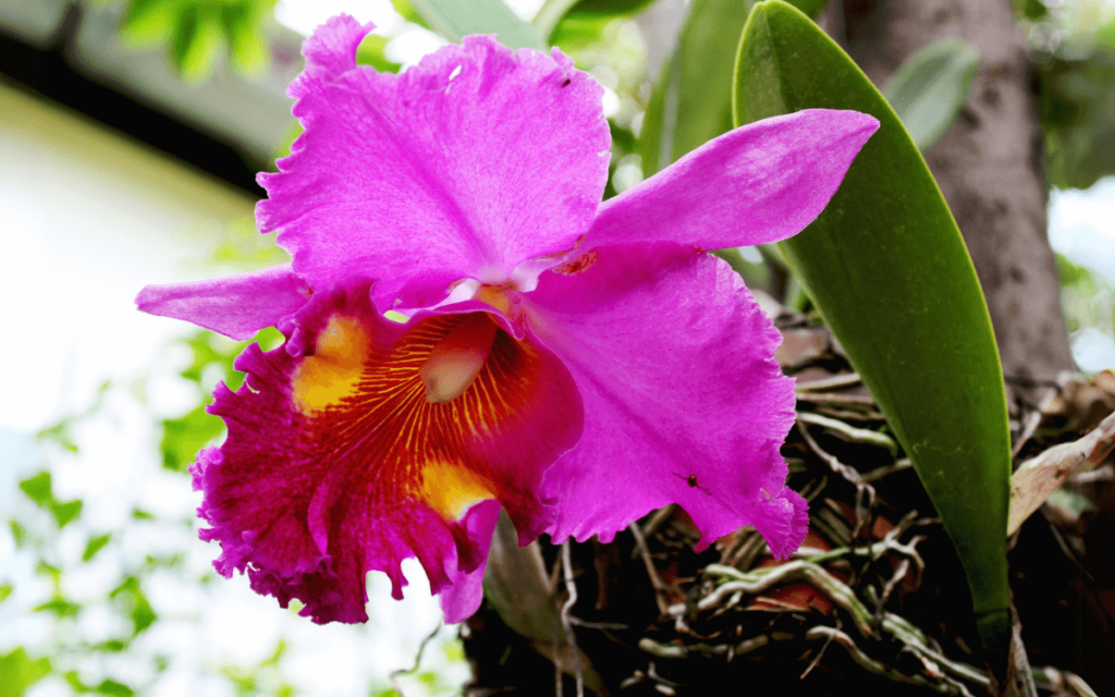 Cattleya Orchids Care: Complete 7-Step Care Guide