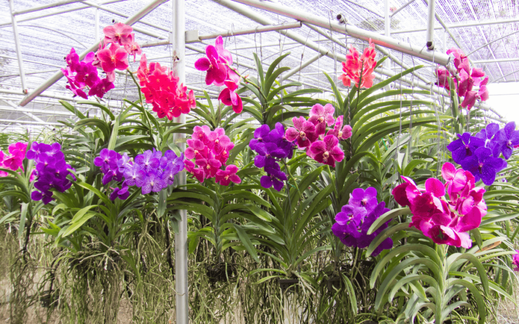 Vanda Orchid Care - The Complete Guide For Beginners