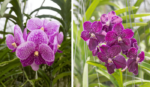 Vanda Orchid Care - The Complete Guide For Beginners