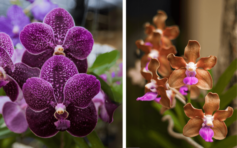 Vanda Orchid Care - The Complete Guide For Beginners