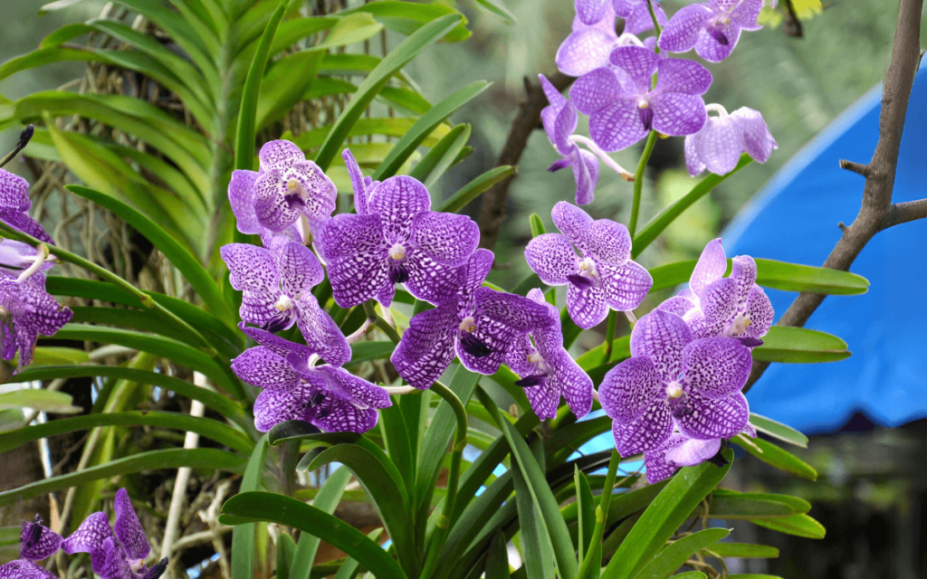 Vanda Orchid Care - The Complete Guide For Beginners