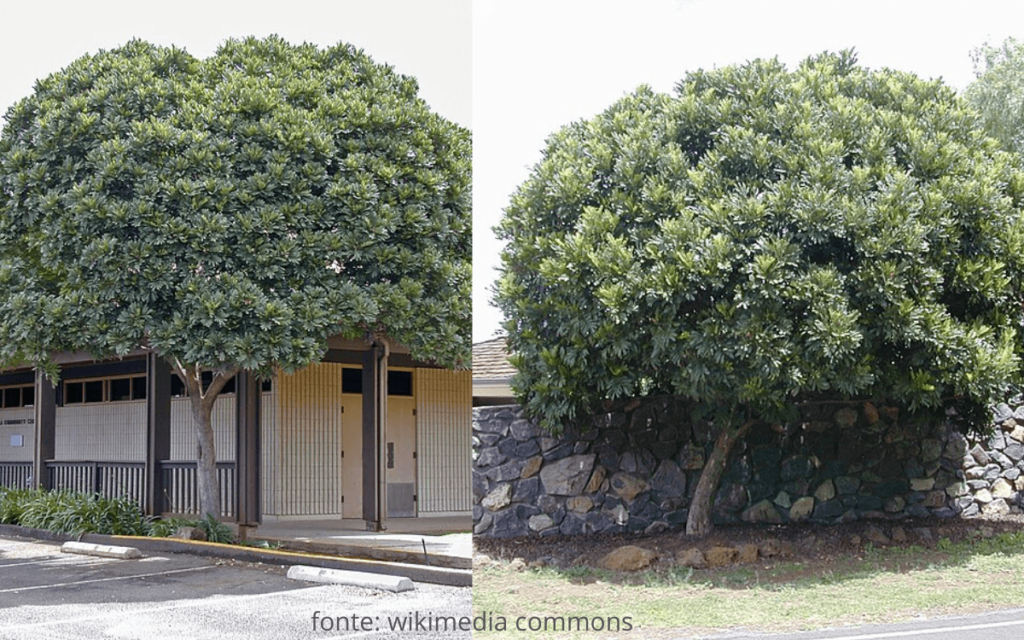 Japanese Fern Tree - How to Care and Characteristics