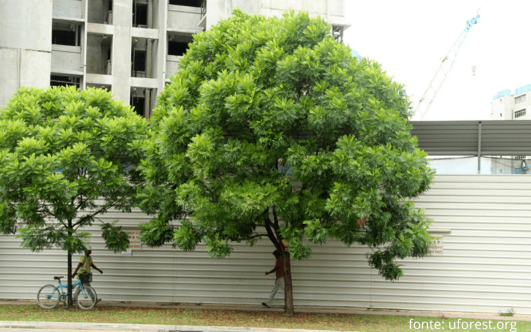 Japanese Fern Tree - How to Care and Characteristics