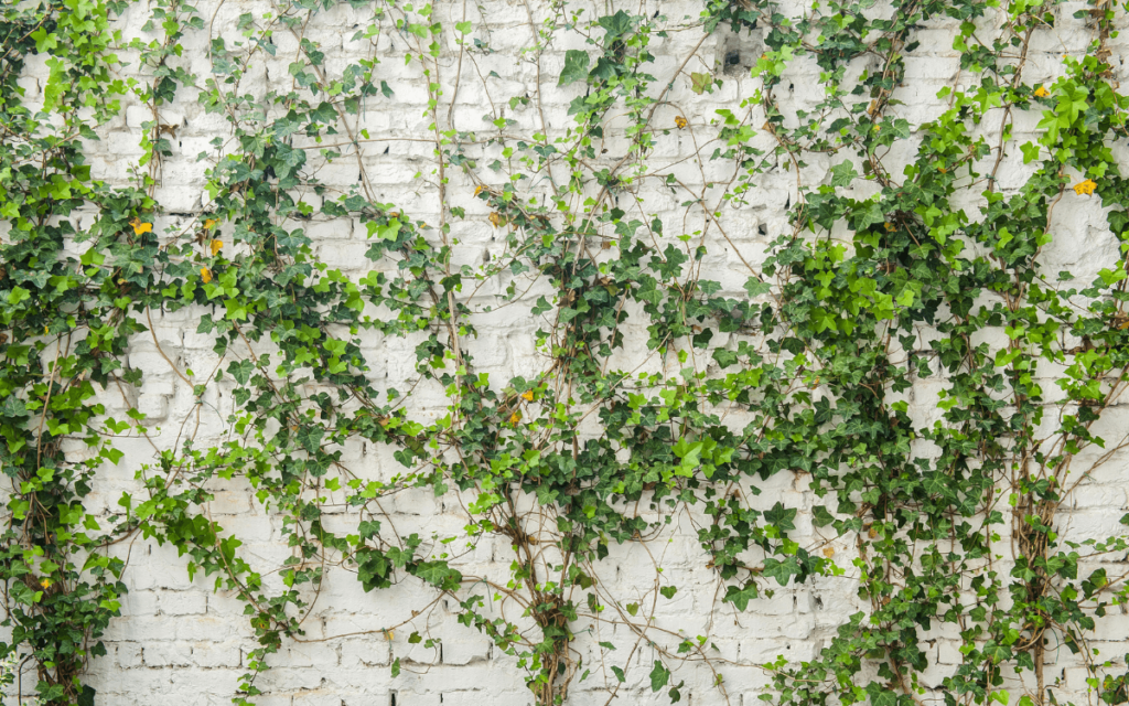 Ficus Pumila (Creeping Fig): How to Care and Propagate