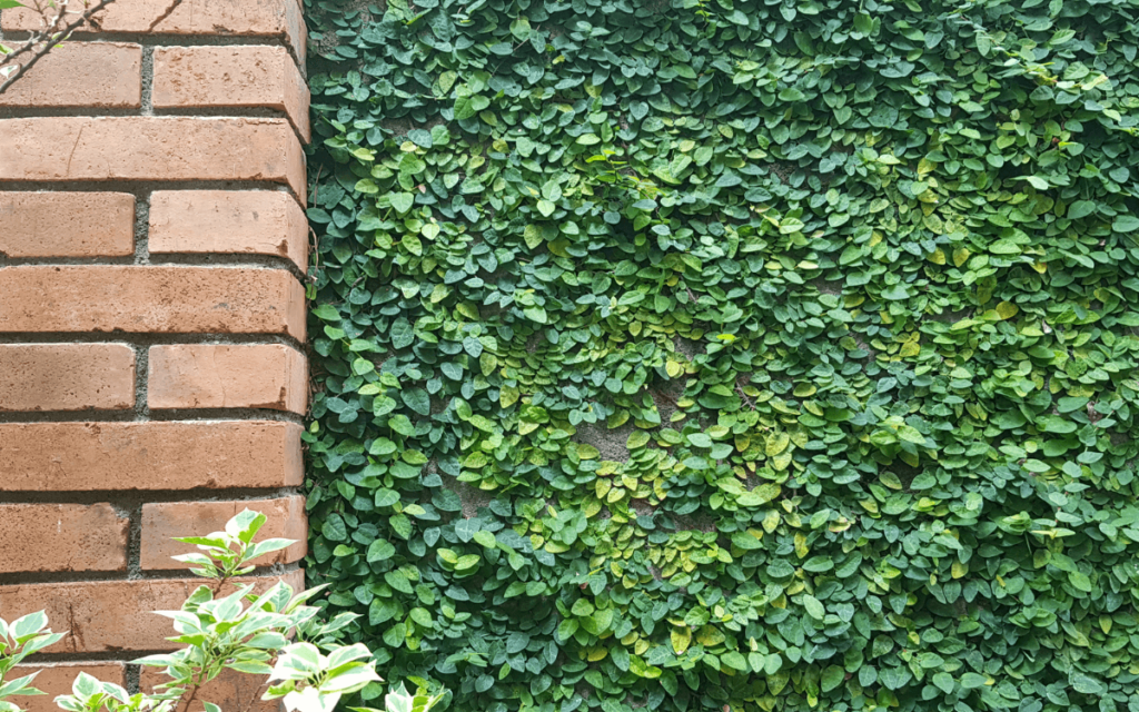 Ficus Pumila (Creeping Fig): How to Care and Propagate