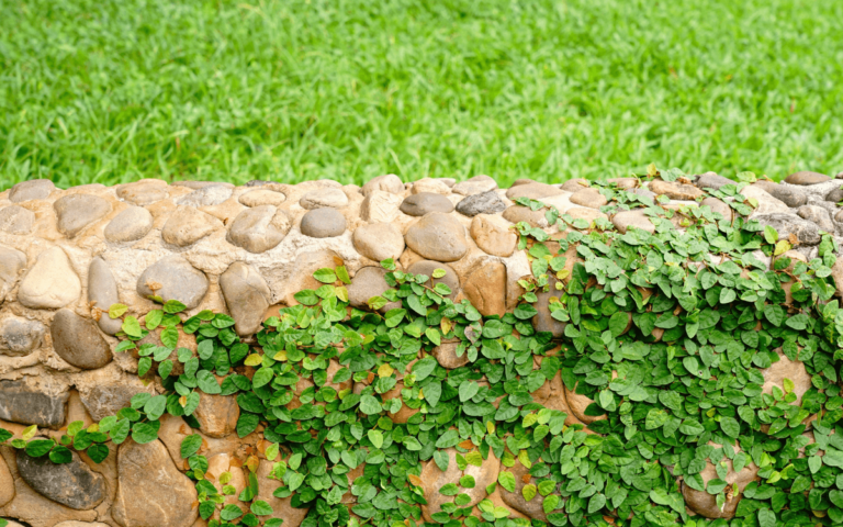 Ficus Pumila (Creeping Fig): How to Care and Propagate