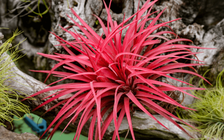 Tillandsia Air Plants: Species and Care (With Photos)