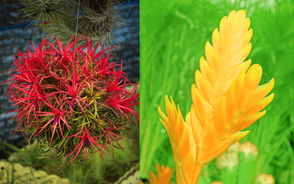Tillandsia Air Plants: Species and Care (With Photos)