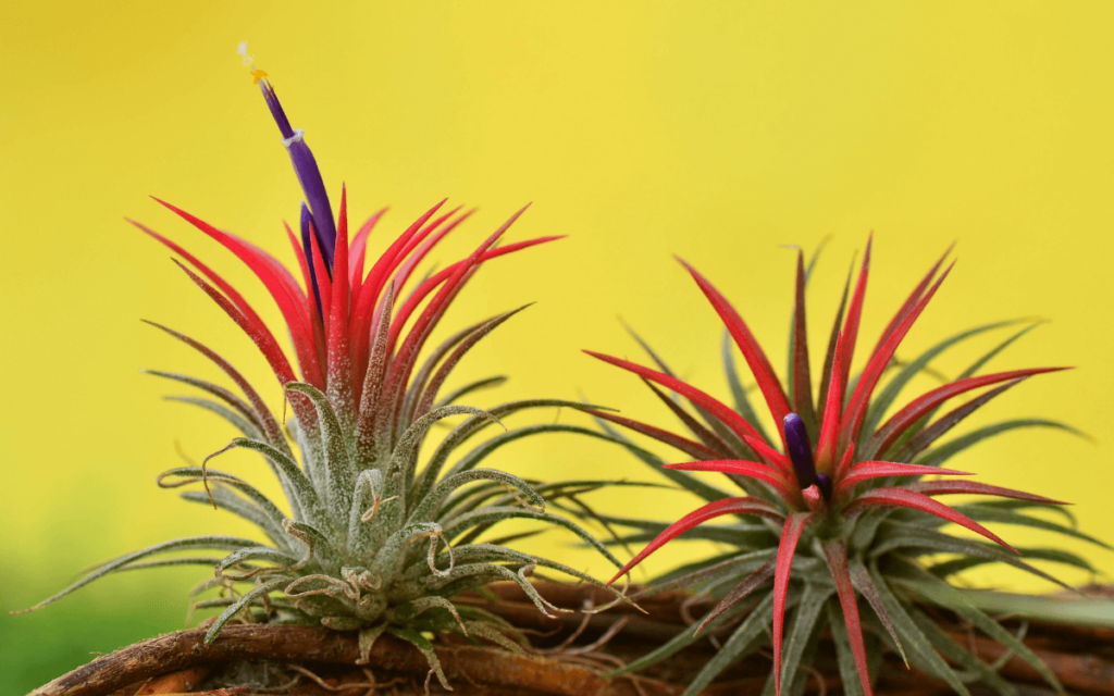 Tillandsia Air Plants: Species and Care (With Photos)