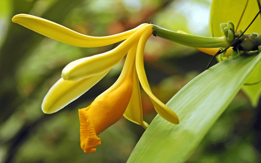 Vanilla Orchid: How To Plant, Care and Grow (With Photos)