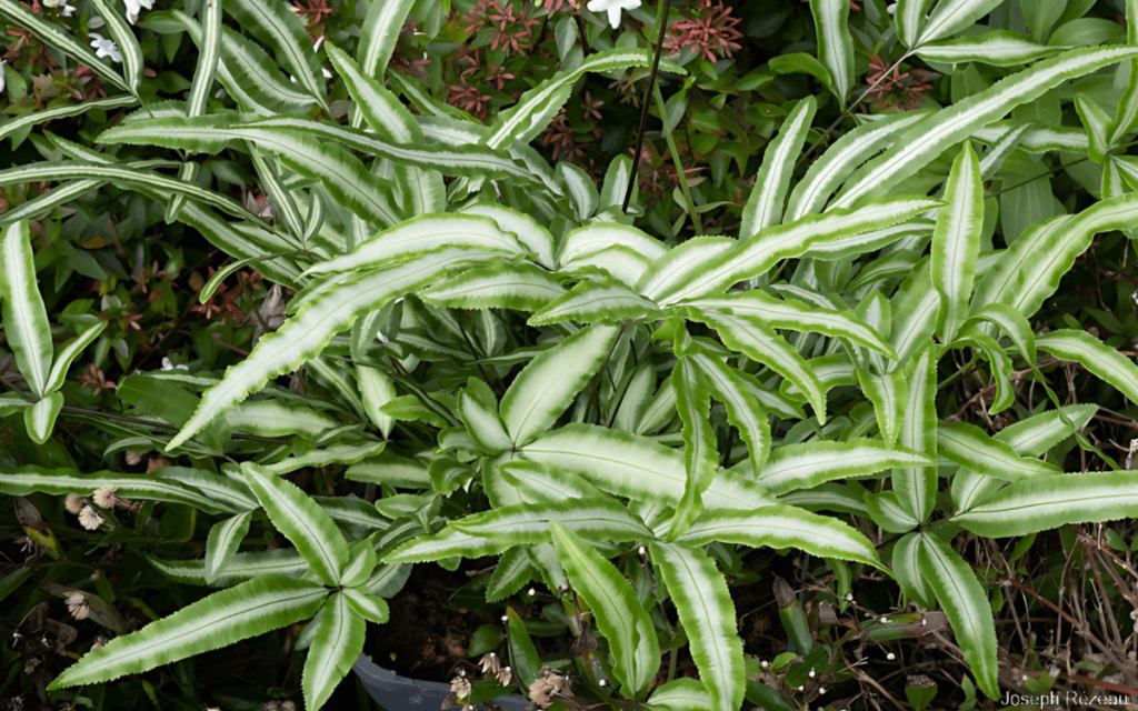 Ribbon Fern or Cretan Brake Fern: How to Plant and Care