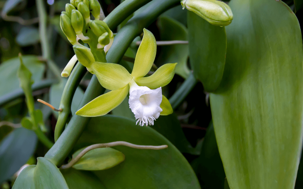 Vanilla Orchid: How To Plant, Care and Grow (With Photos)