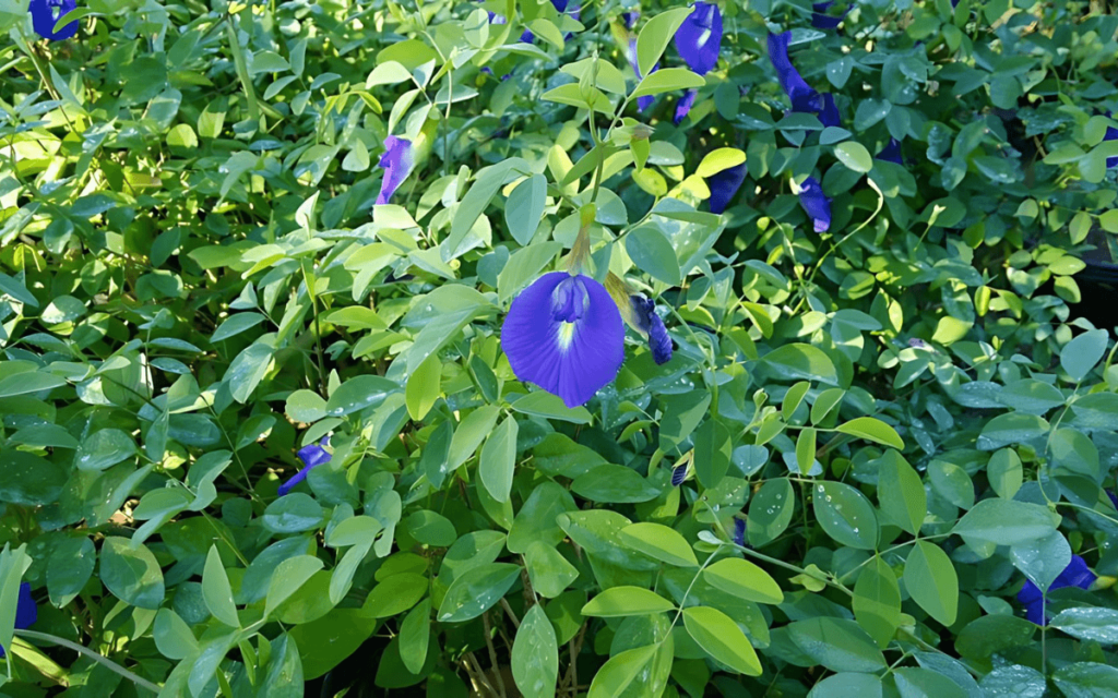Clitoria Ternatea (Butterfly Pea): Characteristics and Care