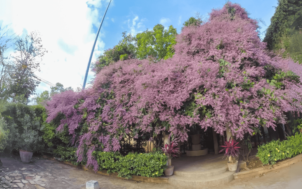 Congea Tomentosa (Wooly Congea): Characteristics and Care