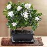 Gardenia: Characteristics, How to Care and Propagate