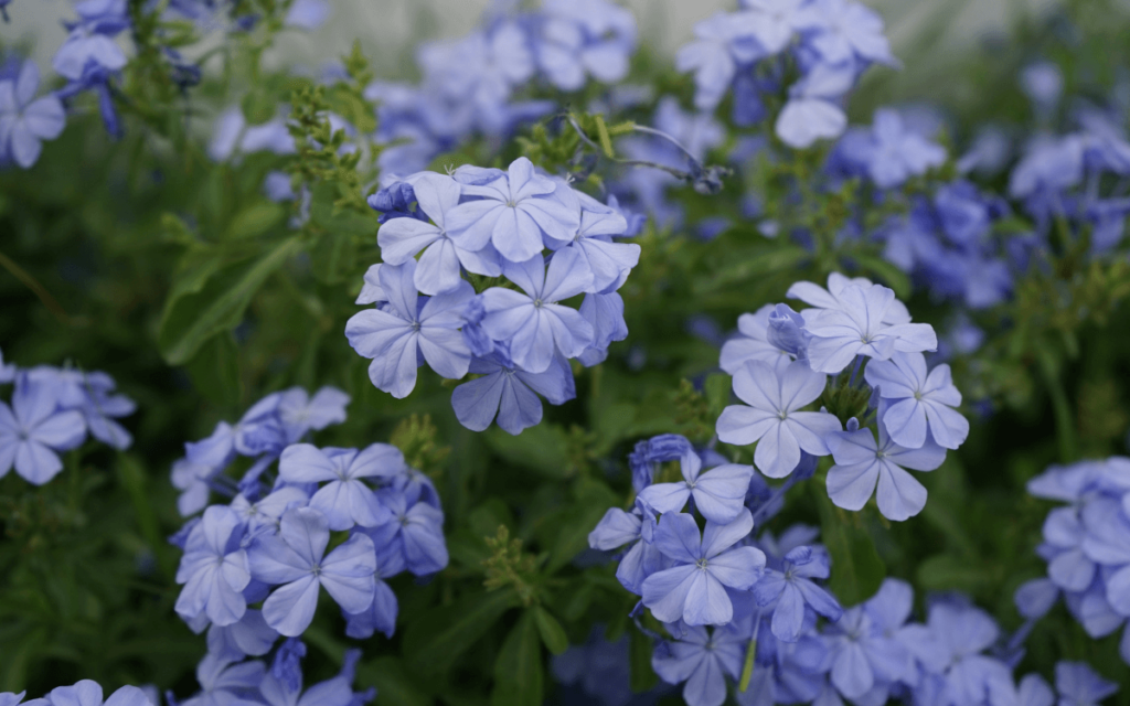 Plumbago (Leadworts plant): How to Grow and Propagate