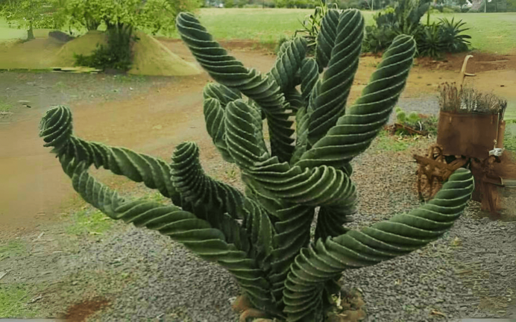 Spiral Cactus - Photos and How to Care