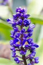Blue Ginger: Properties, Care, and How to Propagate