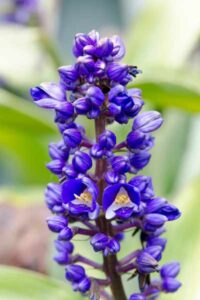Blue Ginger: Properties, Care, and How to Propagate
