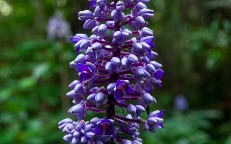 Blue Ginger: Properties, Care, and How to Propagate