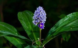 Blue Ginger: Properties, Care, and How to Propagate