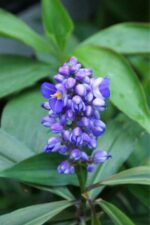 Blue Ginger: Properties, Care, and How to Propagate