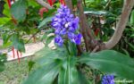 Blue Ginger: Properties, Care, and How to Propagate