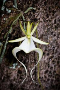 Meet the Ghost Orchid: Its History and Characteristics