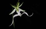 Meet the Ghost Orchid: Its History and Characteristics