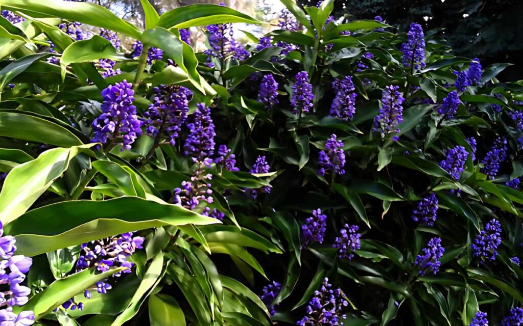 Blue Ginger: Properties, Care, and How to Propagate