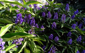 Blue Ginger: Properties, Care, and How to Propagate