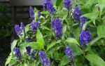 Blue Ginger: Properties, Care, and How to Propagate