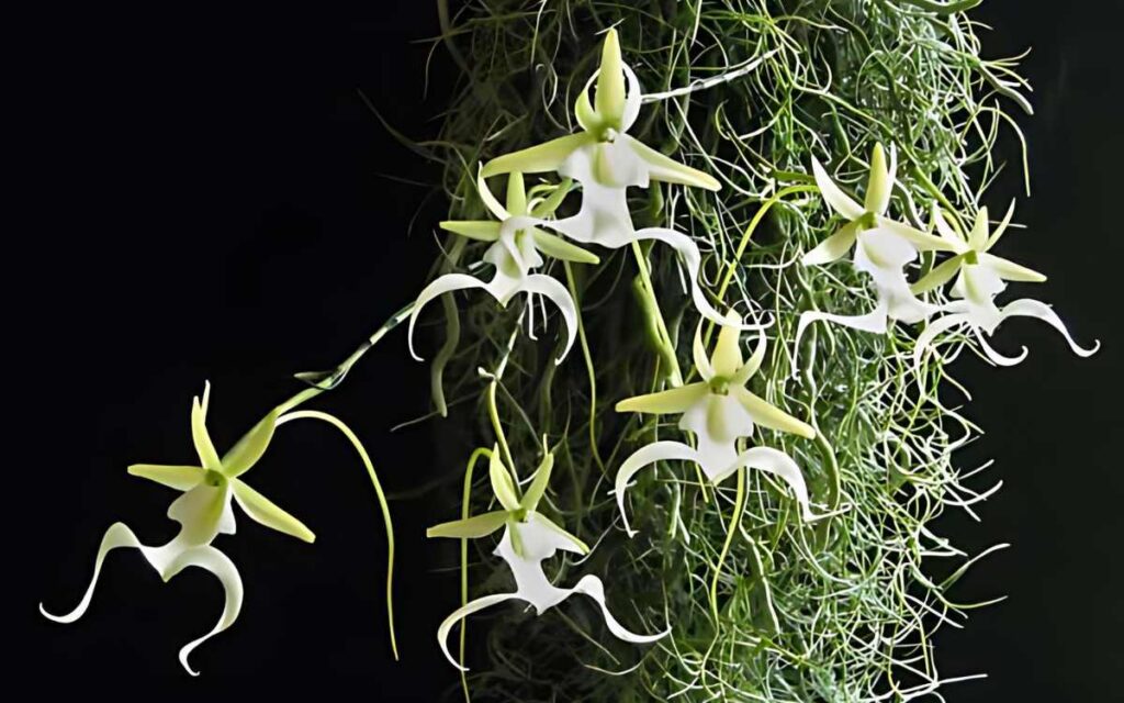Meet the Ghost Orchid: Its History and Characteristics