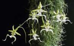 Meet the Ghost Orchid: Its History and Characteristics