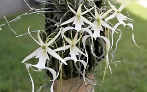 Meet the Ghost Orchid: Its History and Characteristics