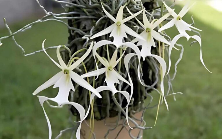 Meet the Ghost Orchid: Its History and Characteristics