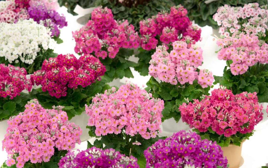 How to Grow and Care for Primrose Easily (Primula)
