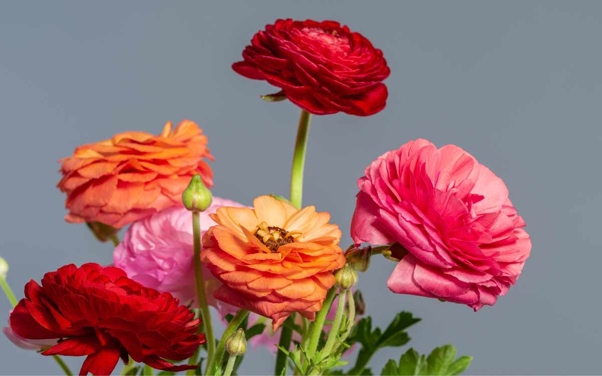 Ranunculus: How to Grow and Care (With Photos)