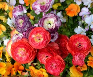 Ranunculus: How to Grow and Care (With Photos)