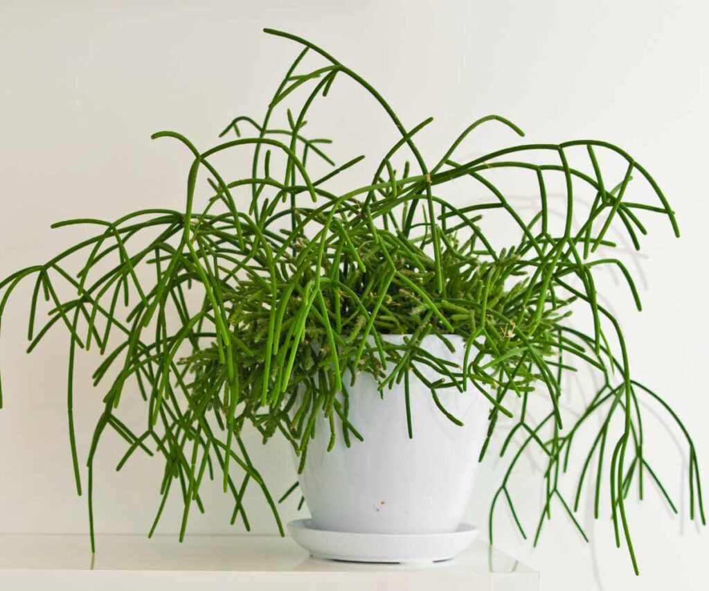 How to Grow and Care for Rhipsalis (Step-by-Step)