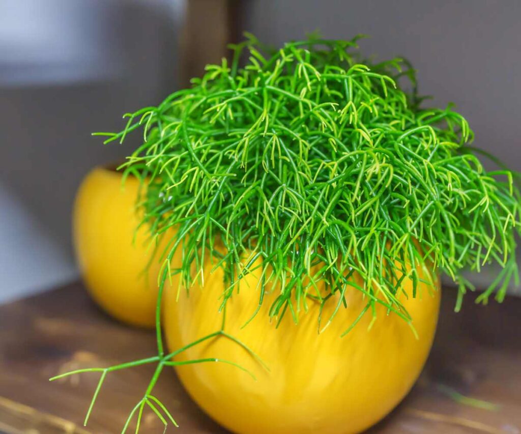 How to Grow and Care for Rhipsalis (Step-by-Step)