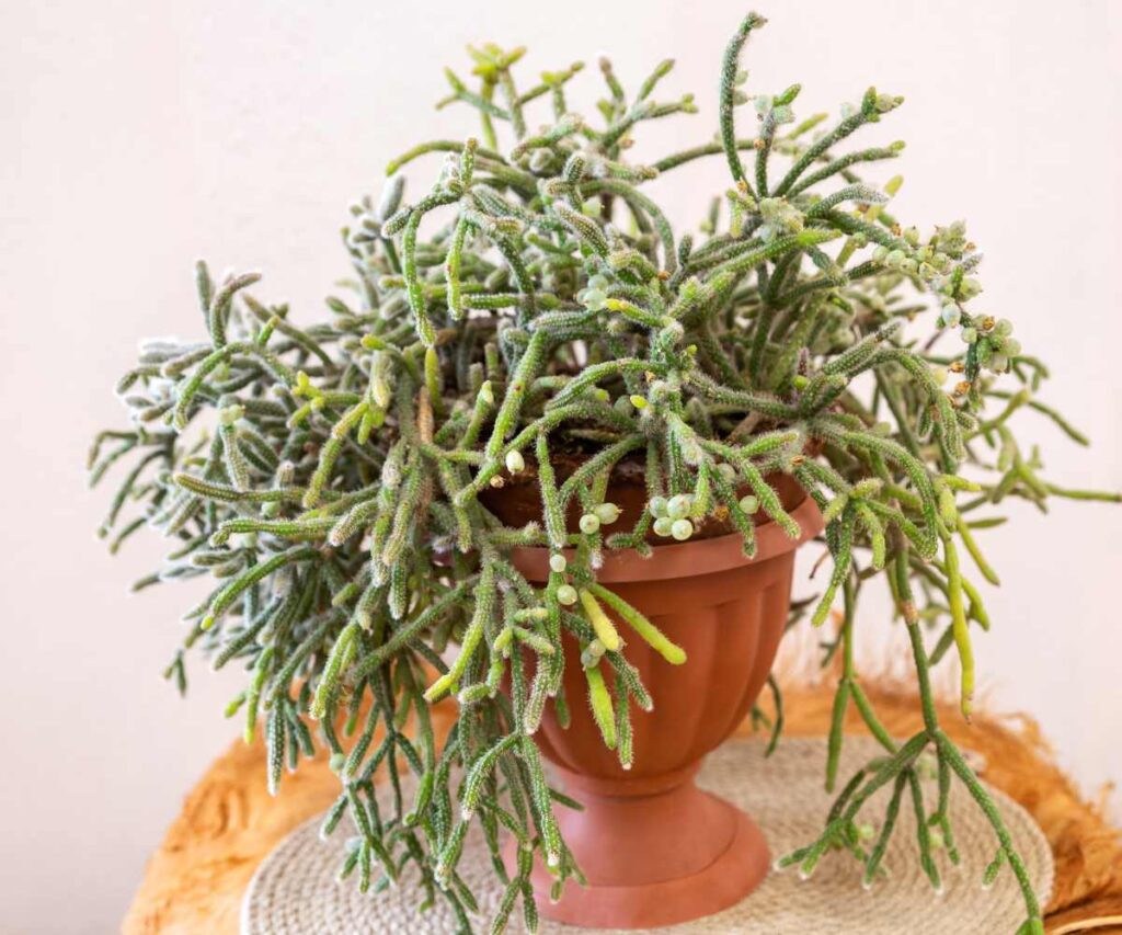 How to Grow and Care for Rhipsalis (Step-by-Step)